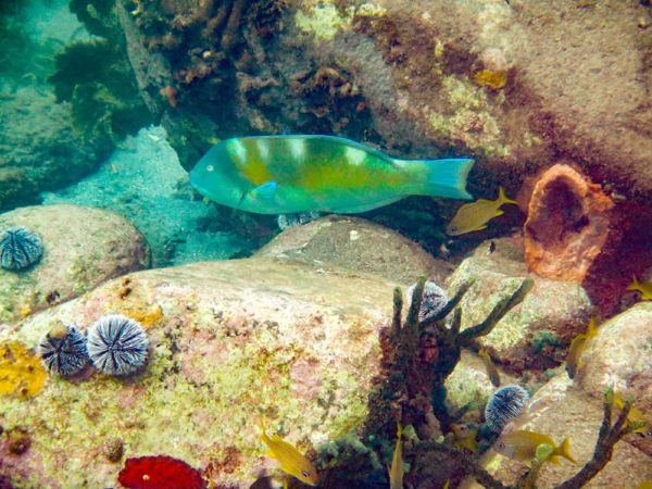 Le fabuleux monde sous marin de Martinique