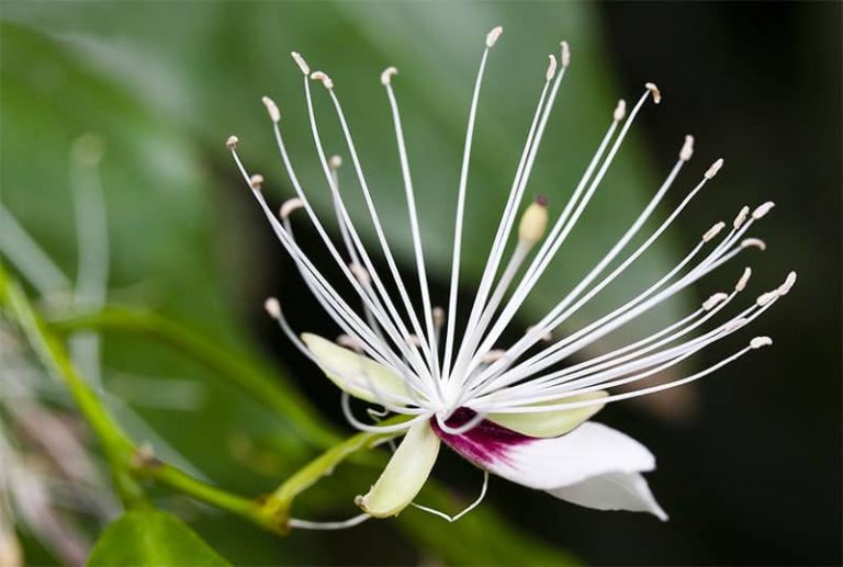 Les Fleurs de Martinique - Madinina l'île aux Fleurs