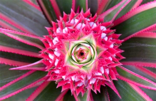 Les Fleurs de Martinique - Madinina l'île aux Fleurs