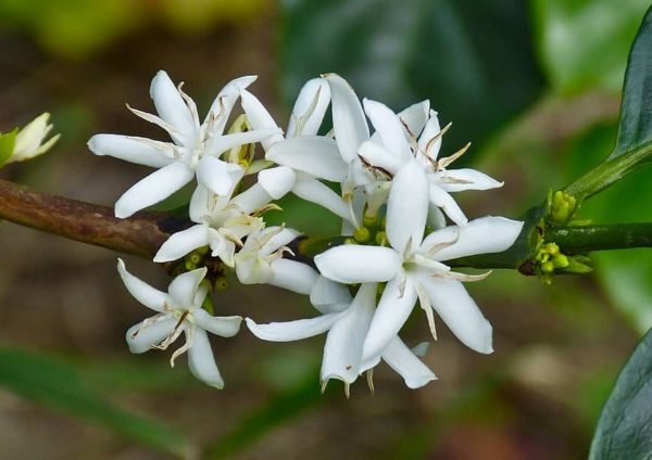 Les Fleurs de Martinique - Madinina l'île aux Fleurs