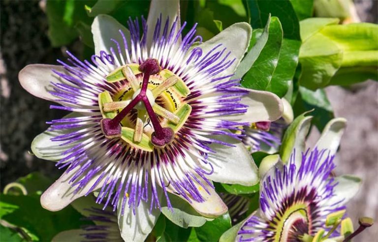 Les Fleurs de Martinique - Madinina l'île aux Fleurs