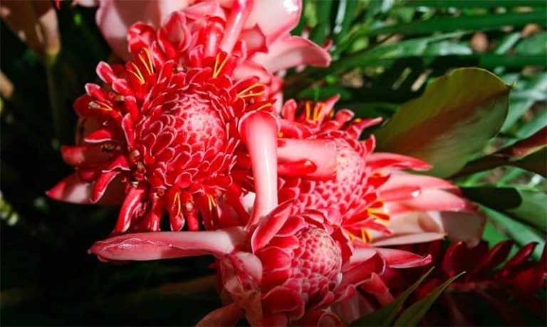 Les Fleurs de Martinique - Madinina l'île aux Fleurs