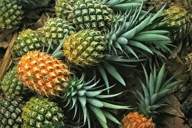 Les Fruits de Martinique et des Antilles - Voyage Martinique en Vue ...