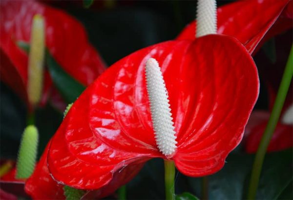 Les Fleurs de Martinique - Madinina l'île aux Fleurs