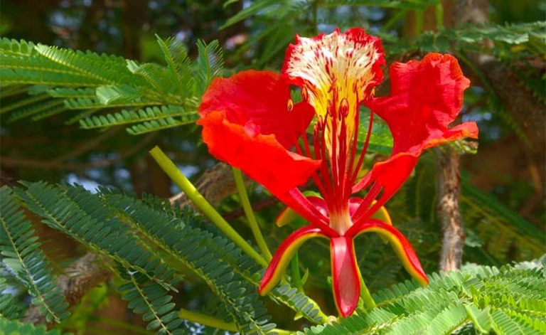 Les Fleurs de Martinique - Madinina l'île aux Fleurs