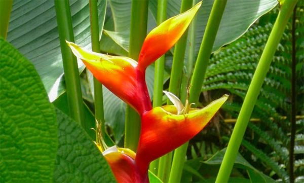 Les Fleurs de Martinique - Madinina l'île aux Fleurs