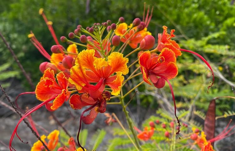 Les Fleurs de Martinique - Madinina l'île aux Fleurs