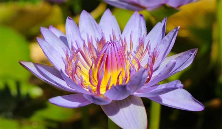 Les Fleurs de Martinique - Madinina l'île aux Fleurs