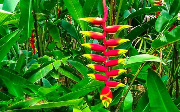 Les Fleurs de Martinique - Madinina l'île aux Fleurs